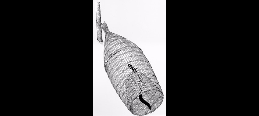 Vissen in de Waal | Mijn Gelderland